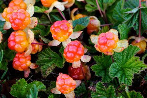 Cloudberry Bush
