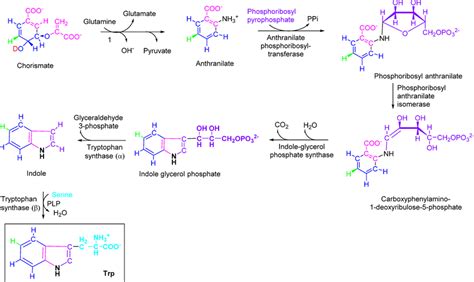 Biosynthesis Of Tryptophan From Chorismate Atoms Derived From Download Scientific Diagram