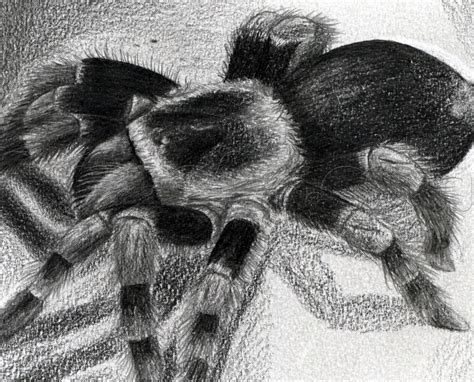 How To Draw A Tarantula Mexican Redknee Tarantula Step Guided