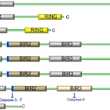 Inhibitor Of Apoptosis Protein IAP Structure In Mammals The IAP Download Scientific Diagram