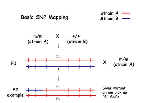 Mapping And Snp Calling Tutorial Iujleo