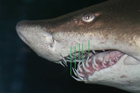 Teeth Of Sand Tiger Shark Five Green Lines Mark Teeth Of S Flickr