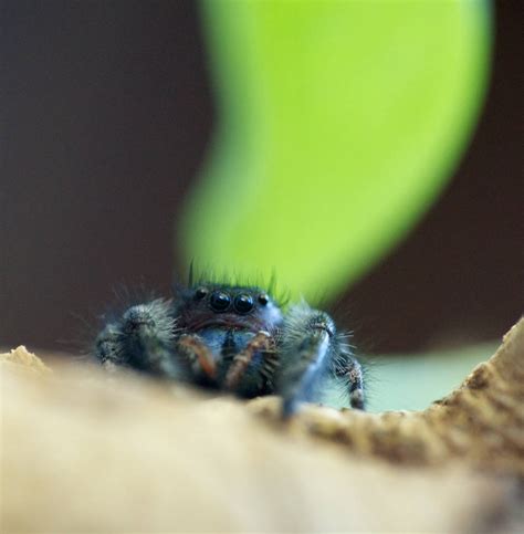 Daring Jumping Spider By Sankyaku On Deviantart