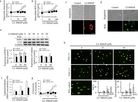 3 5 DMAP Induced High Intracellular O 2 And ROS Production Caused Download Scientific Diagram