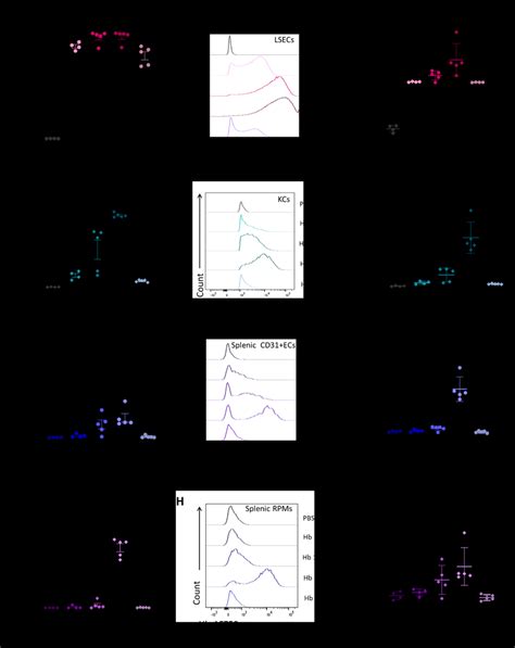 Lsecs Outperform Other Endothelial Populations And Macrophages In Hb Download Scientific