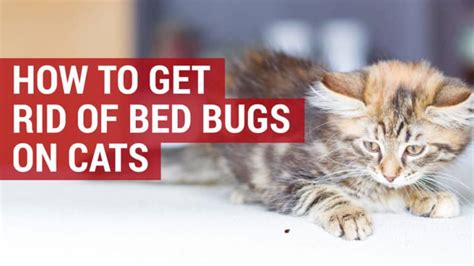 How To Get Rid Of Bed Bugs On Cats Bed Bug Bites On Cats What To Do