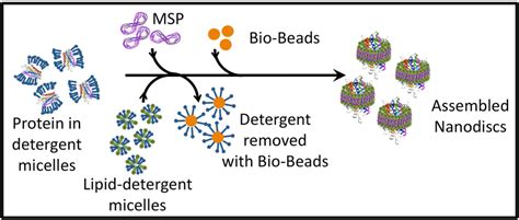A Cartoon Representation Of The Process Of Nanodisc Assembly Nanodisc Download Scientific