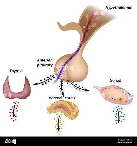 Hypothalamic Pituitary Testicular Axis Hypothalamic