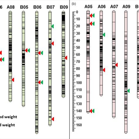 Genomic Regions Qtls Identified For Pod Weight Pw And Seed Weight Download Scientific