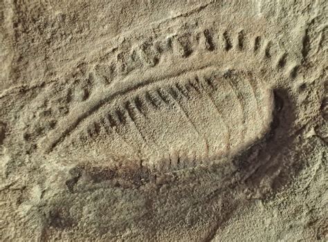 Kimberella Quadrata Vendian Ediacaran Fossil