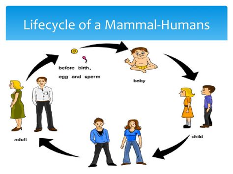 Mammal Life Cycle Stages