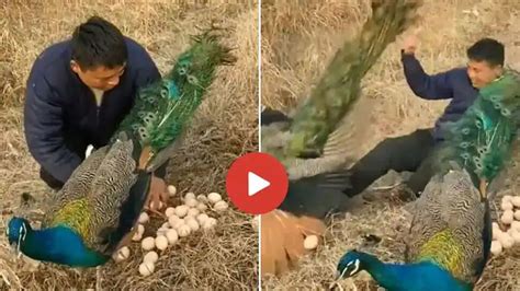 Peacock Funny Video Peacock Attacking Egg Thief Trending Video Viral