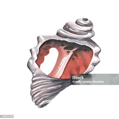 망가진 부서진 조개껍데기 수채화 그림 큰 고래 세트에서 격리 된 물체 장식 및 디자인 해양 및 해변 작곡 인쇄물 스티커 엽서 포스터 갑각류에 대한 스톡 벡터 아트 및 기타