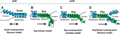 Alternative Models Of Nucleoprotein Complex Formation At The Origin