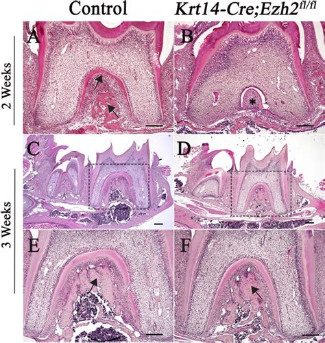Windows Mouse Coordinates Tewszoo