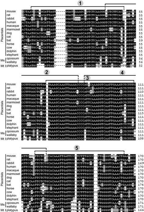 Clustalx Alignment Of 16 Mammalian Orthologous Npe2 Sequences Residues