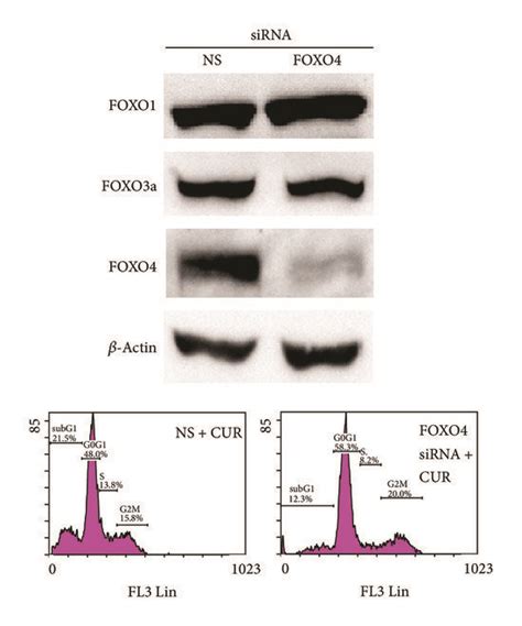 Effects Of Foxo Knockdown On Curcumin Induced Hep3b Cell Apoptosis A