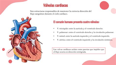 Anatomía De La Válvula Cardíaca El Esquema Muestra Las Cavidades