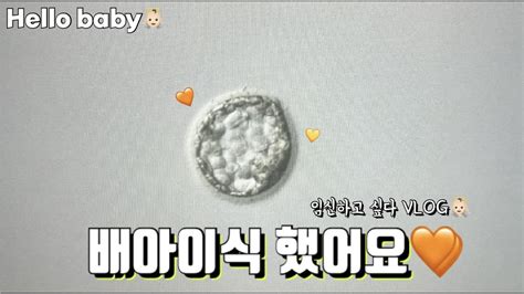 시험관 브이로그 드디어 배아이식하는 날👶🏻 5일 동결배아 이식 포배기배아 이식 전후 일상🐰 Youtube