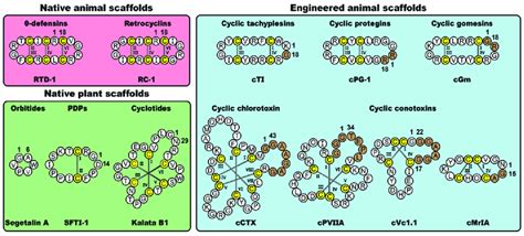 Selected Classes Of Native And Engineered Cyclic Disulfide Rich Download Scientific Diagram