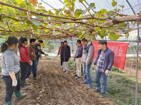 亚夫科技服务团队”茶食分团开展葡萄架下套种羊肚菌高效栽培技术现场培训会 江苏农林职业技术学院