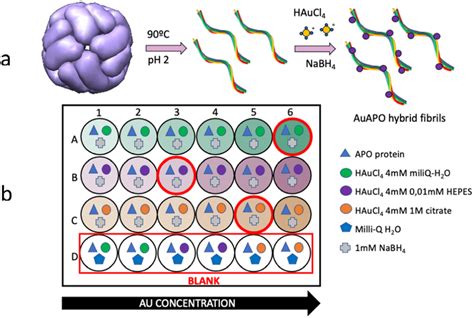 Scheme 1 A Protein Polymerization Process Illustrating Amyloid Fibril Download Scientific
