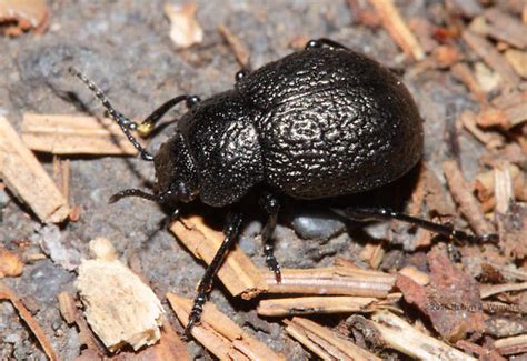 Timarcha Intricata Bugguidenet