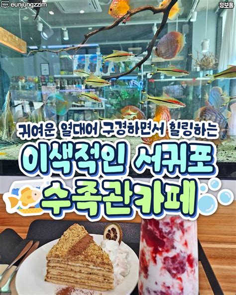제주정보통 제주맛집 제주카페 제주여행 제주숙소 🐠 제주에 수족관 카페가 미니 아쿠아리움 카페 워터라이프 🌊 🐟열대어 감상 용품 구매 가능한 물멍하기 딱