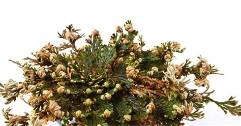 La Flor De Jericó ¿mito O Realidad Bíblica Iglesia Del Pilar