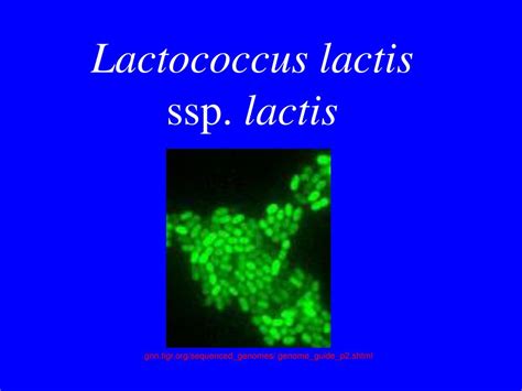 Ppt Lactococcus Lactis Ssp Lactis Powerpoint Presentation Free Download Id1293063
