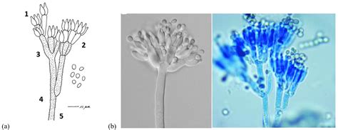Fungi And Mycotoxins Penicillium Spp BiŌnte