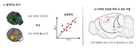 영화 상영하듯 뇌에 빔 프로젝터 쏴 뇌 연결지도 만든다
