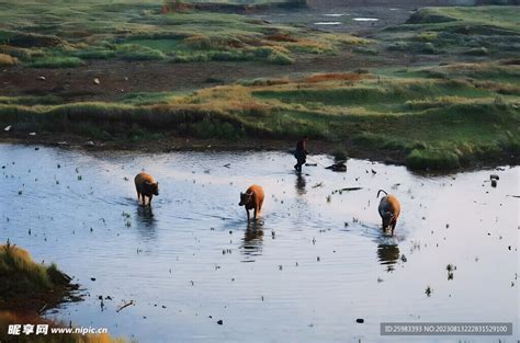 水稻田摄影图农业生产现代科技摄影图库昵图网