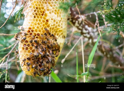 Honey Bee Hive Being Constructed On A Tree Branch In The Wild Stock