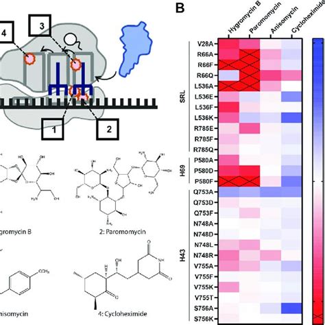 Translational Fidelity Defects Resulting From Eef2 Mutations To