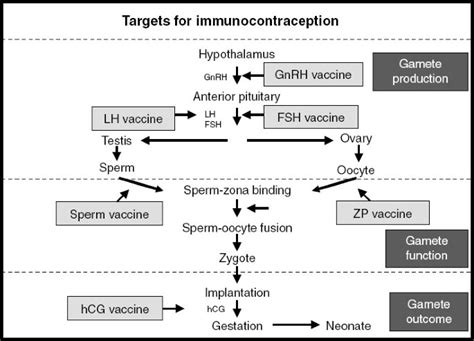 Contraceptive Vaccines Drugs