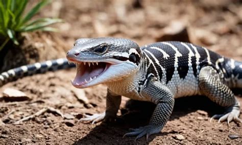 Where Do Lizards Go In The Winter A Detailed Look At Lizards Winter Habits Berry Patch Farms