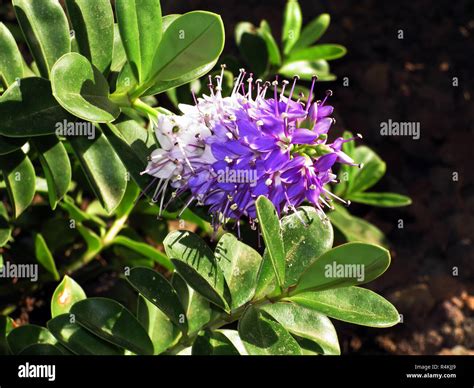Shrub Veronica Hebe Speciosa Stock Photo Alamy