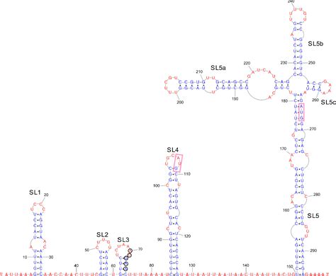 Figure 1 From Structural And Functional Rna Motifs Of Sars Cov 2 And Influenza A Virus As A