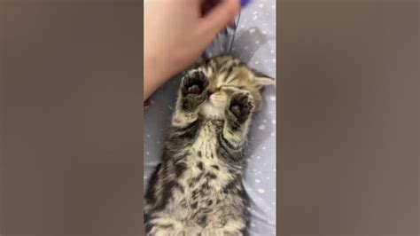 Счастливый котик Youtube