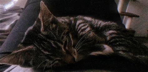 Throwback Such A Sweetheart Now Ahhahahahaha Rcats