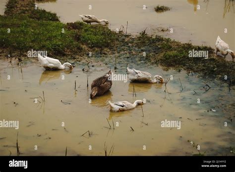 Free Range Ducks Foraging On The Rice Paddy In The Rural Countrysides