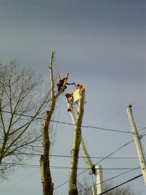 Treemeister Tree Service