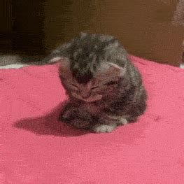 Sleep Sleeping Cat  Trending  On Vif