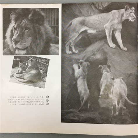 Cat Day In Japan Instagram Wcs Archives Blog