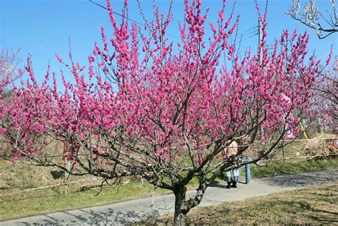 京都便り♡青谷梅林梅まつり~沖縄のコーティング、フィルム、キズヘコミはザップスへ~ 沖縄 カーケアショップザップス