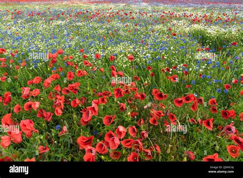 Flowering Field With Poppy Flowers Papaver Rhoeas Camomile Matricaria Chamomilla L And