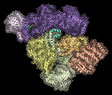 Double Trouble At Chromosome Ends New Study Alters Our Understanding