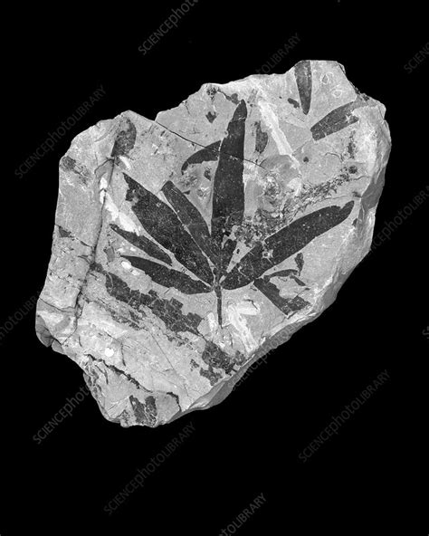 Seed Fern Fossil Stock Image C0165953 Science Photo Library