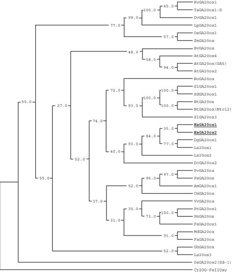 Bootstrap Consensus Neighbor Joining Tree Based On A Kimura Distance